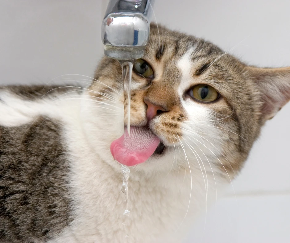 Quanto beve un gatto? - Il mio cane imperfetto